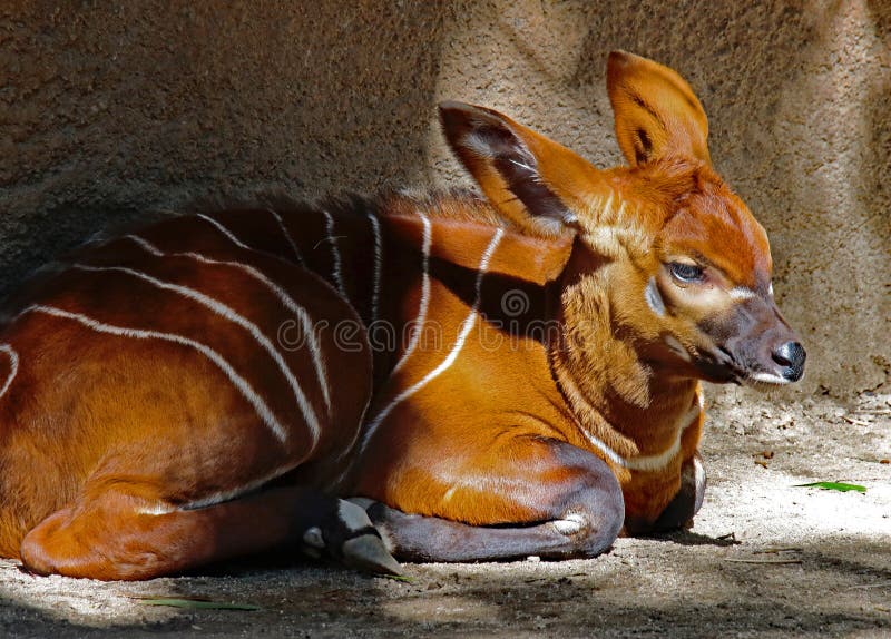 Female Bongo Antelope with Large Horns Stock Photo - Image of natural ...