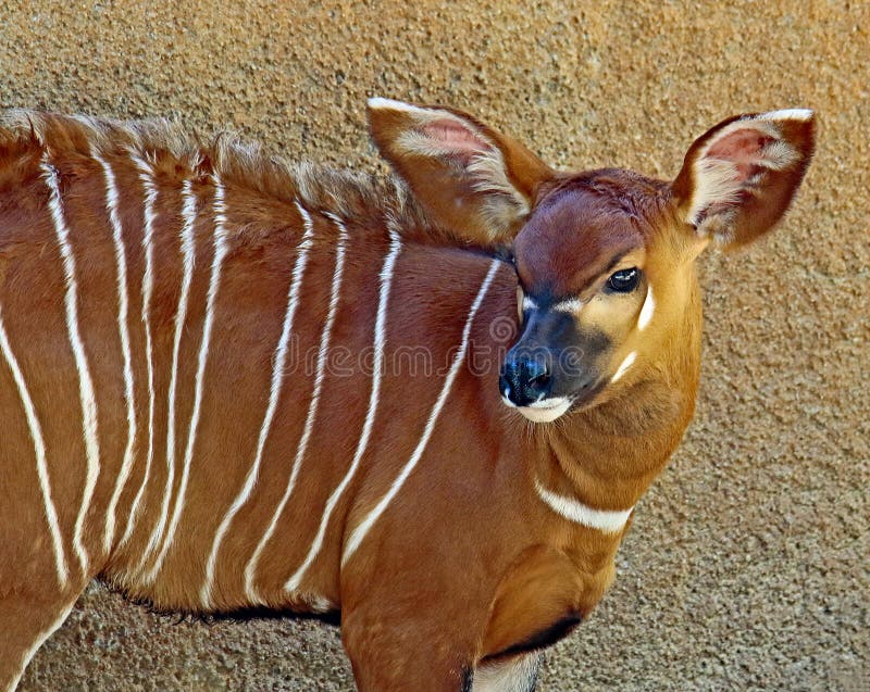 Female Bongo Antelope with Large Horns Stock Photo - Image of natural ...