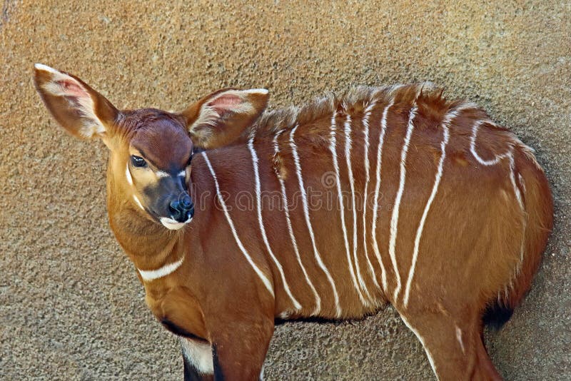 Bongo stock photo. Image of nature, forest, nostril, herbivorous - 89479804