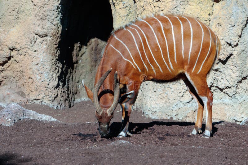 Bongo at the Bioparc in Valencia Spain on February 26, 2019 Stock Image ...