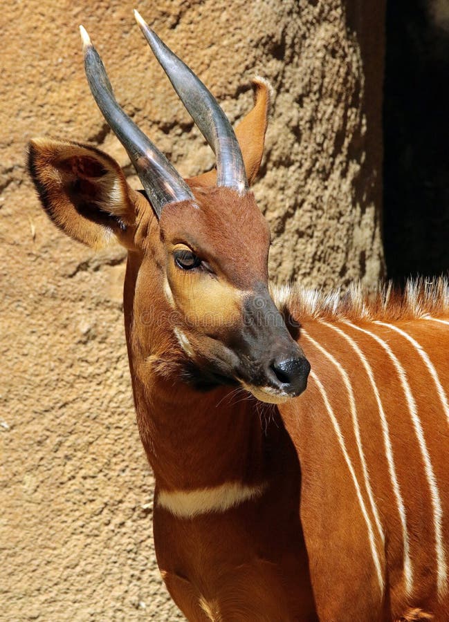 Bongo stock image. Image of herbivore, black, details - 73559625