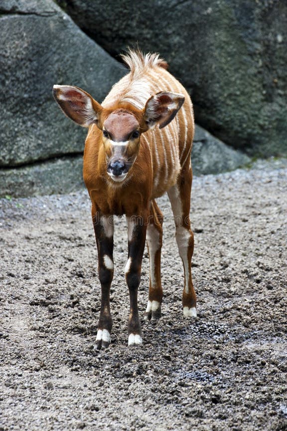 Bongo Deer ,Tragelaphus Eurycerus Stock Photo - Image of shade ...