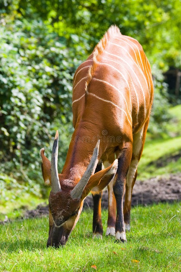 Mountain Bongo stock image. Image of endangered, africa - 5889471