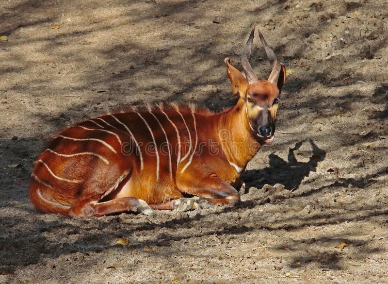 Bongo stock image. Image of nose, camouflage, horns, observe - 89479097
