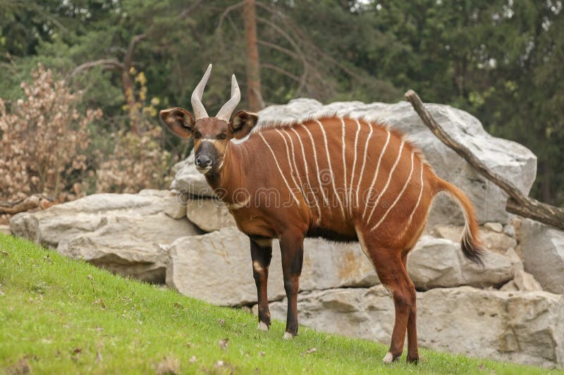 Bongo stock image. Image of herbivorous, spott, herd - 34045399