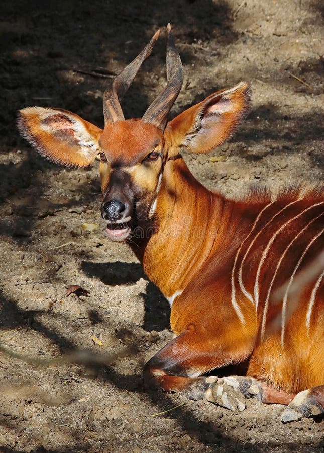 Bongo stock image. Image of coat, markings, observe, male - 89479335