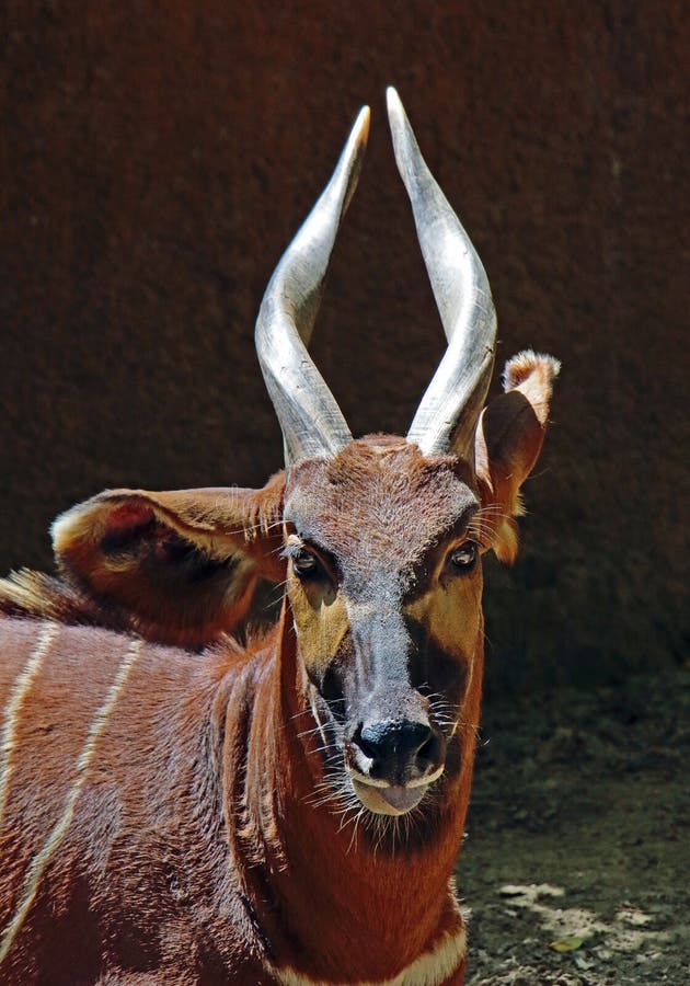 Bongo stock photo. Image of buck, horn, brown, gentle - 91874226