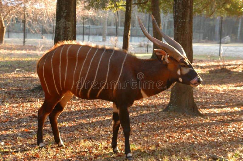 Bongo stock image. Image of horns, hoof, bongo, stripes - 18083