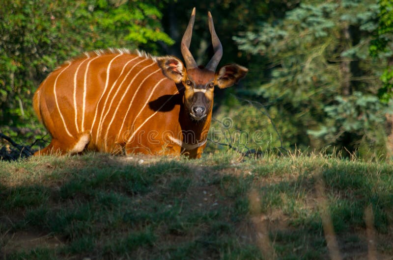 The Bongo, Tragelaphus Eurycerus Stock Image - Image of african, green ...