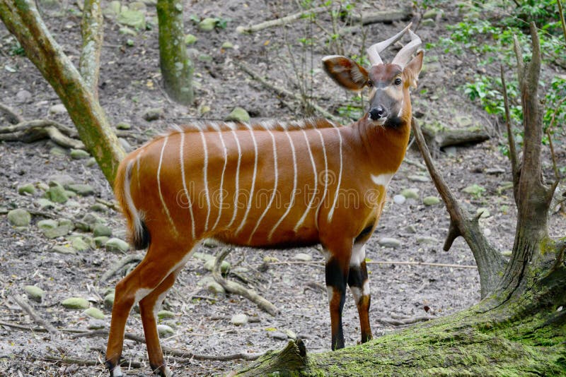 South African Antelope Species