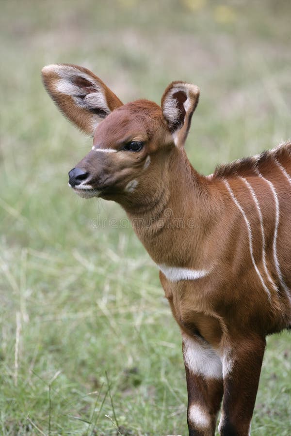 Bongo Deer ,Tragelaphus Eurycerus Stock Photo - Image of antelope ...