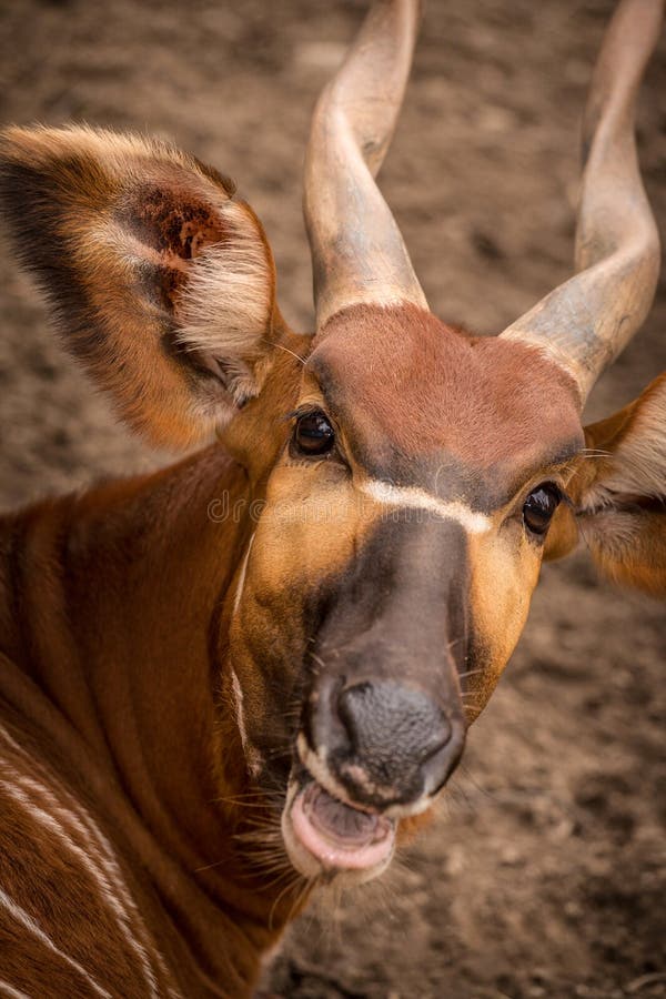 Bongo stock image. Image of horns, wildlife, african - 37933631