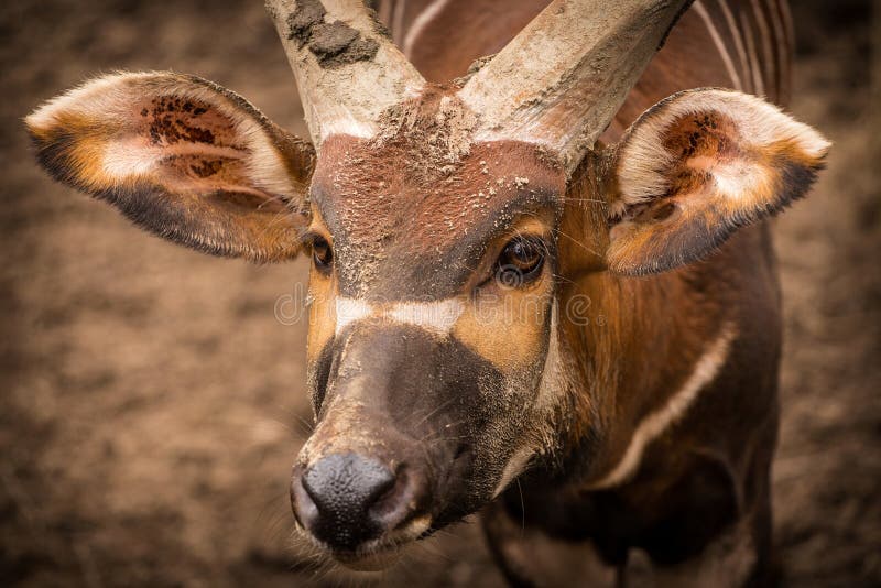 Bongo Antelope stock photo. Image of reddish, eyes, front - 20033374