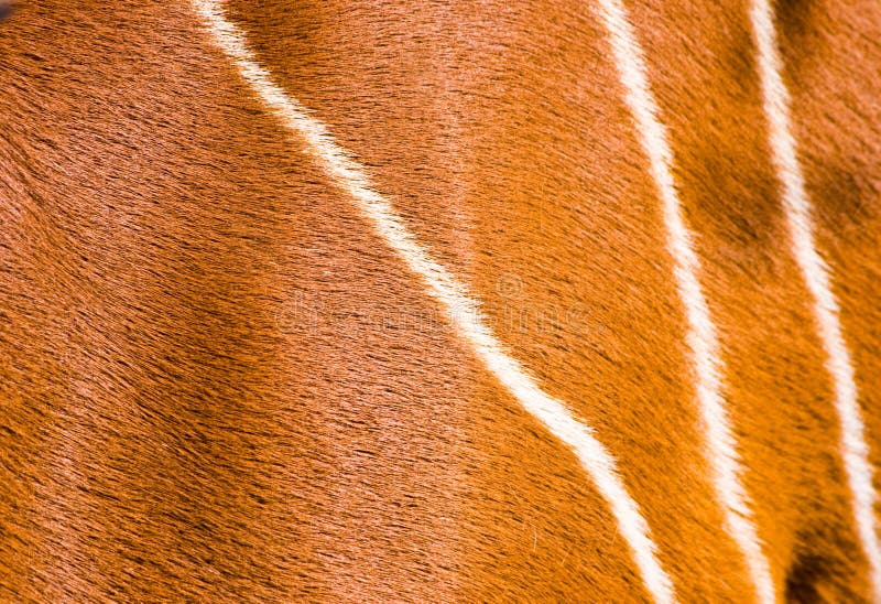 Bongofur, Bongocoat stock image. Image of animals, captivity - 7542931