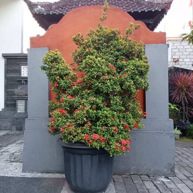 Bongol Flower Stock Photos - Free & Royalty-Free Stock Photos from ...