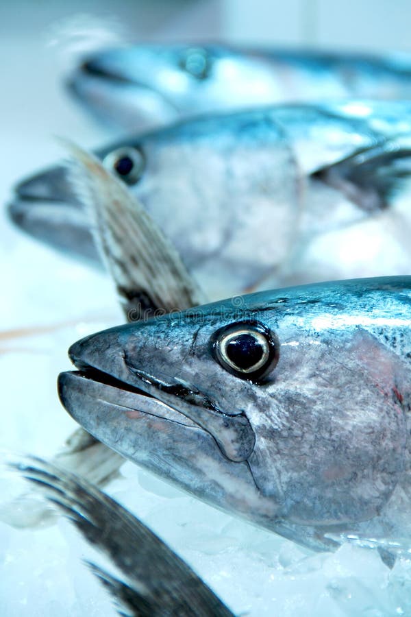 Bonito stock photo. Image of catch, head, fish, food - 19122234