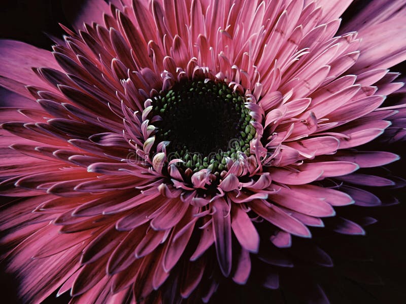 Bonito Armario De Una Flor Natural Foto de archivo - Imagen de violeta ...