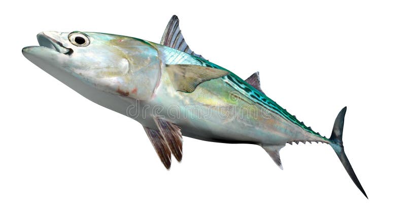 Atlantic Bonito Stock Illustrations – 51 Atlantic Bonito Stock ...
