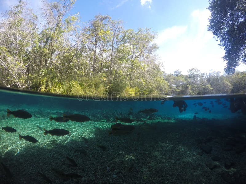 Bonito - Brazil stock photo. Image of brazil, river - 183076810