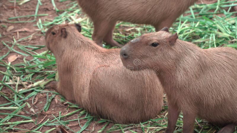 Bonito capibara metrajes. Vídeo de mullido, divertido - 331921888