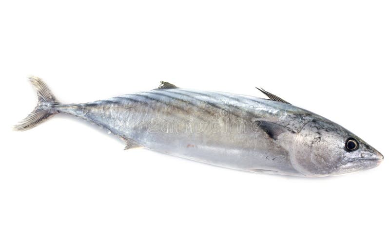 Singlre fresh bonito fish stock photo. Image of tuna - 36768478