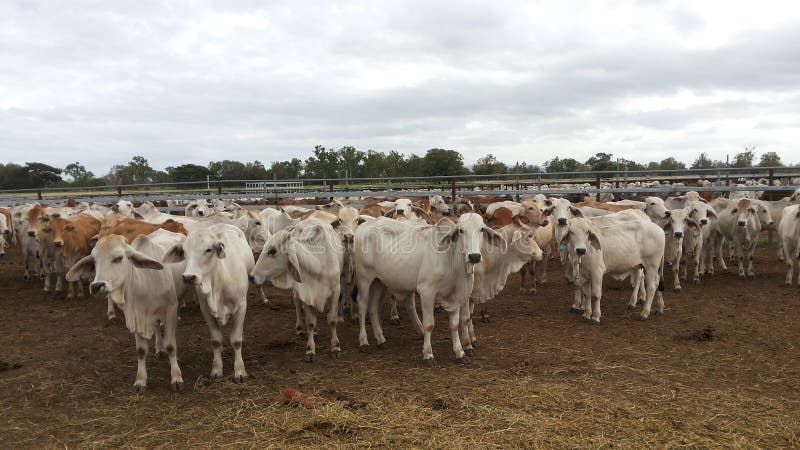 Bonito Ganado Blanco De Brahman Imagen de archivo - Imagen de blanco ...