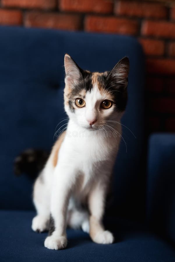 Bonito Gato Blanco Con Manchas De Colores Imagen de archivo - Imagen de ...