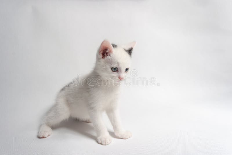 Bonito Gato Sentado, Siendo Atento Imagen de archivo - Imagen de ...