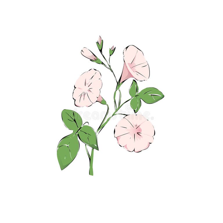 Bonito puro blindweed ilustração do vetor. Ilustração de selvagem ...