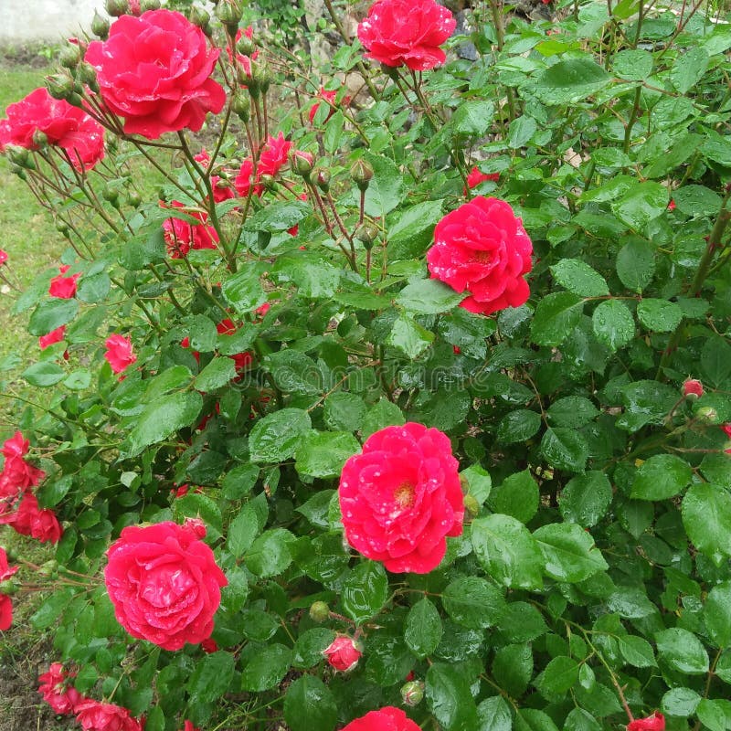 Bonito Roble Butiffl Flor Lokk Imagen de archivo - Imagen de flor, rosa ...