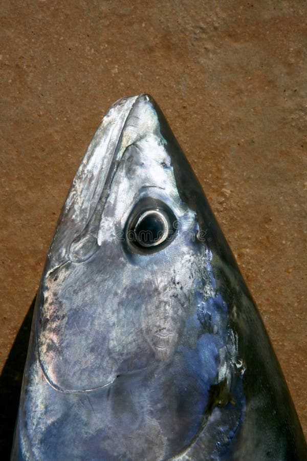 Bonito Tuna, Sarda Sarda, Close Up Portrait Macro Stock Image - Image ...