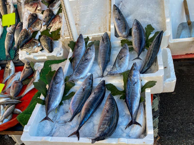 Bonitos E Outros Tipos De Peixe Vendidos No Mercado Imagem de Stock ...
