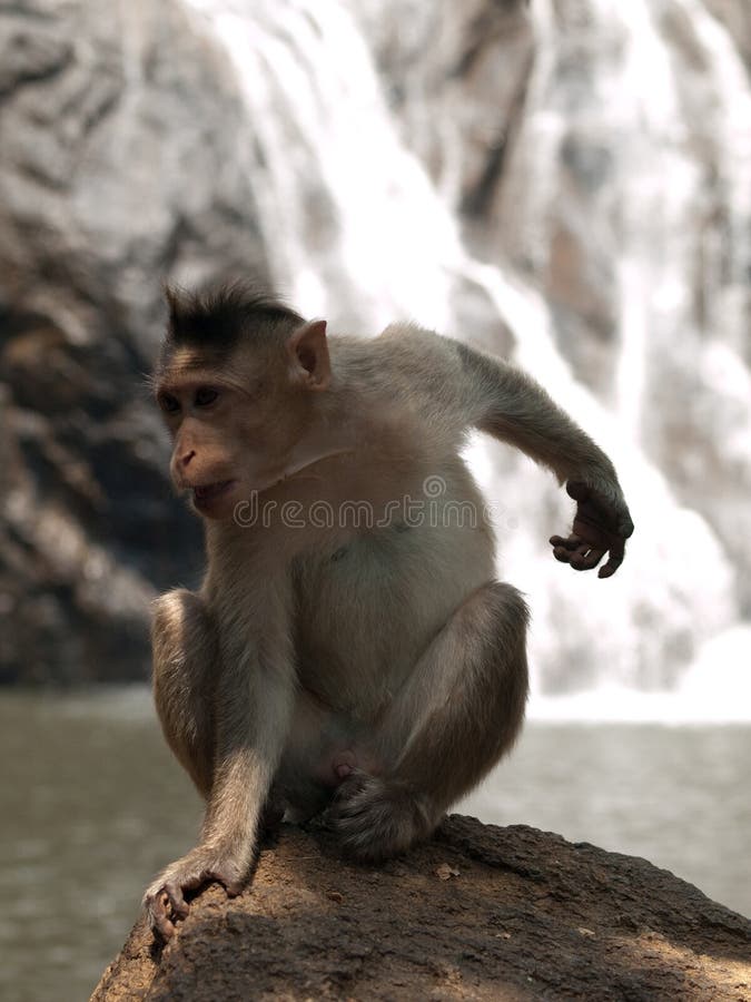 Macaque in motion stock image. Image of wildlife, playing - 132311625