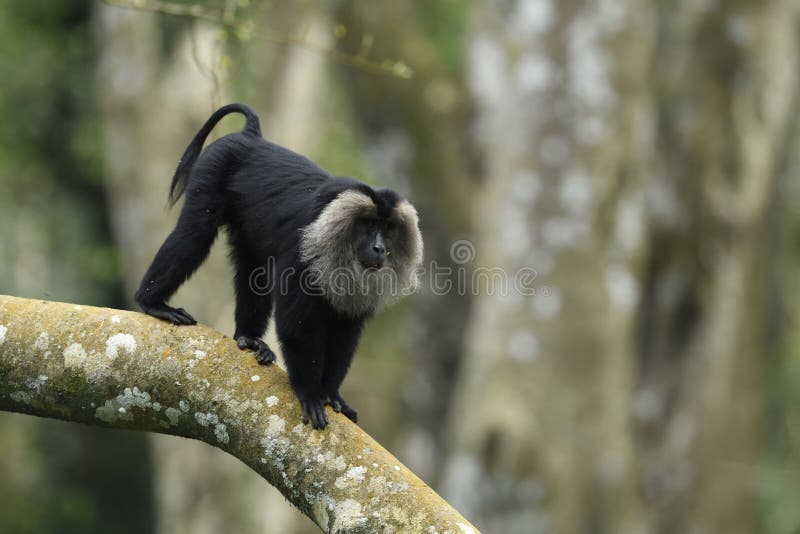 Bonnet Macaque Monkey stock photo. Image of oldworldmonkey - 181180508