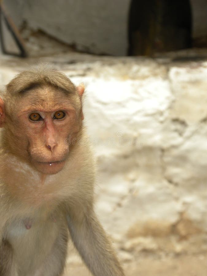 Bonnet Macaque, Macaca Radiata Monkey Stock Photo - Image of hills ...