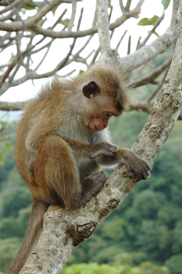 Bonnet Macaque (Macaca Radiata) in Tropical Forest Stock Image - Image ...