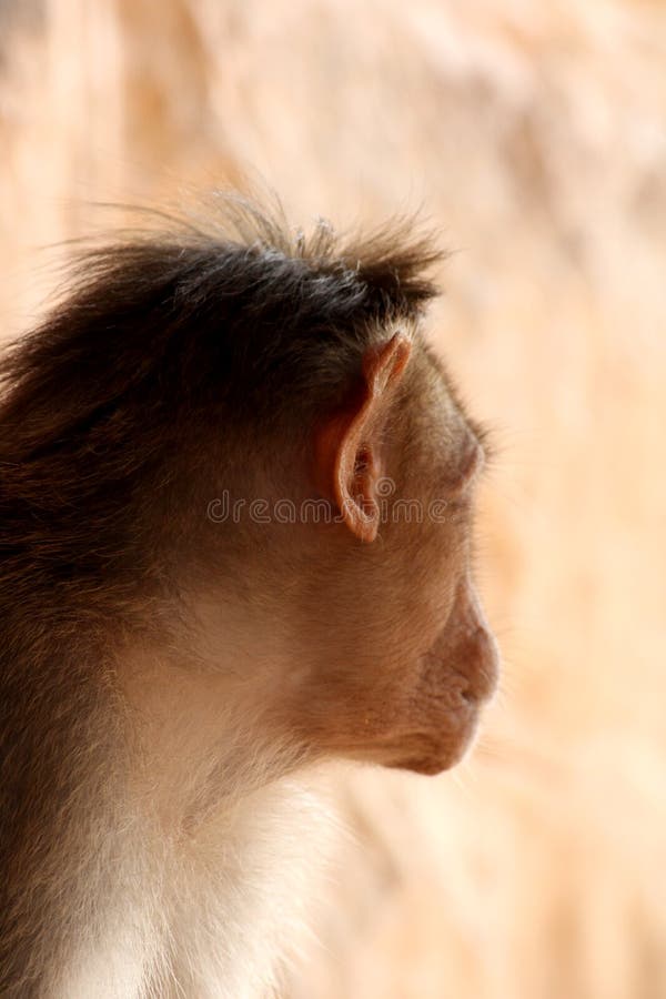 Bonnet Macaque Monkey in Badami Fort Stock Image - Image of monkey ...