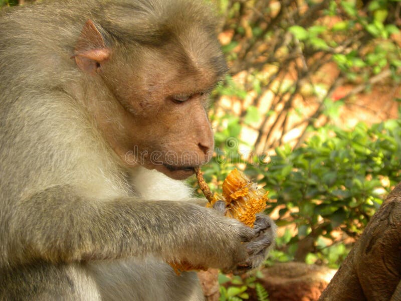 Monkey Eating Fruits On Tree Stock Photo - Image of langur, park: 28723616