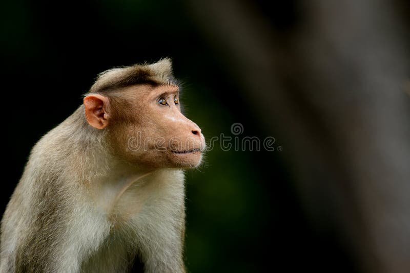 Bonnet Macaque Monkey stock photo. Image of monkeys, wiidanimals - 76656830