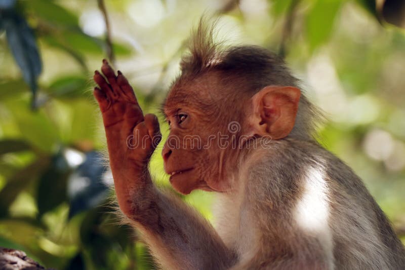 Bonnet Macaque Monkey (Macaca Radiata) Raising Hand in Close Up Stock ...