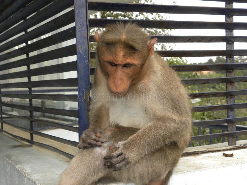 Bonnet House Island Theater Stock Image - Image of bonnet, bartlett ...
