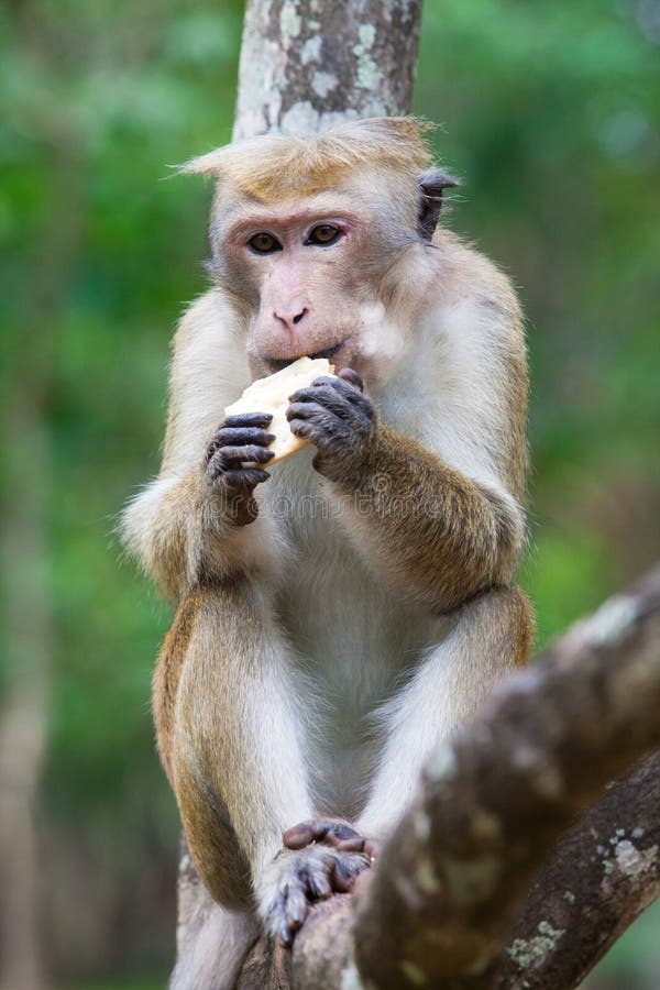 Bonnet Macaque Monkeys Eating Stock Image - Image of india, hair: 80242279