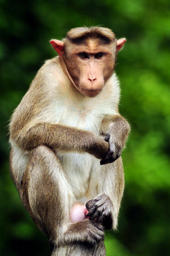 Bonnet Macaque Portrait stock image. Image of western - 20883581