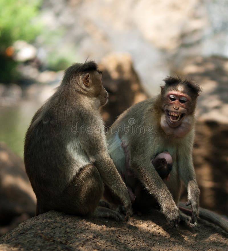 Spider Monkeys Screaming, Costa Rica Stock Image - Image of face, furry ...