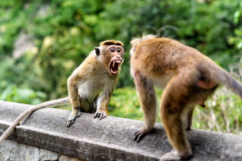 Baby Monkey Hurt People