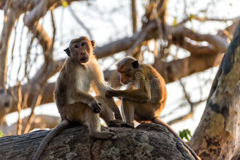 Bonnet monkeys stock image. Image of ceylon, forest, national - 70631165