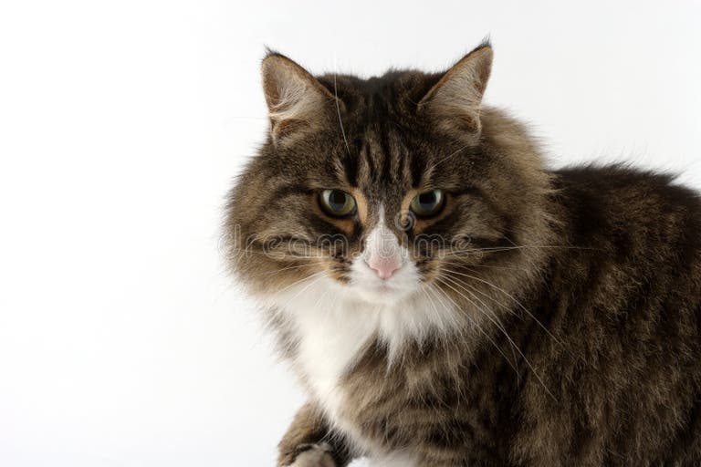 Bonnie the cat... stock image. Image of resting, life, ears - 410619