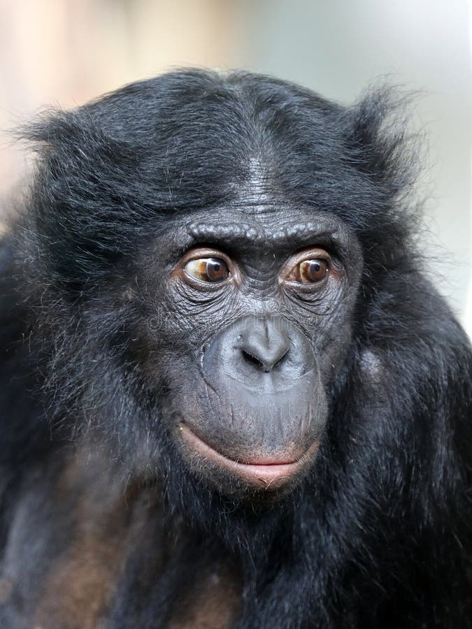 Schimpanse Bonobosfamilie Sitzt Auf Einem Gras Der Bonobo (Pan-paniscus ...