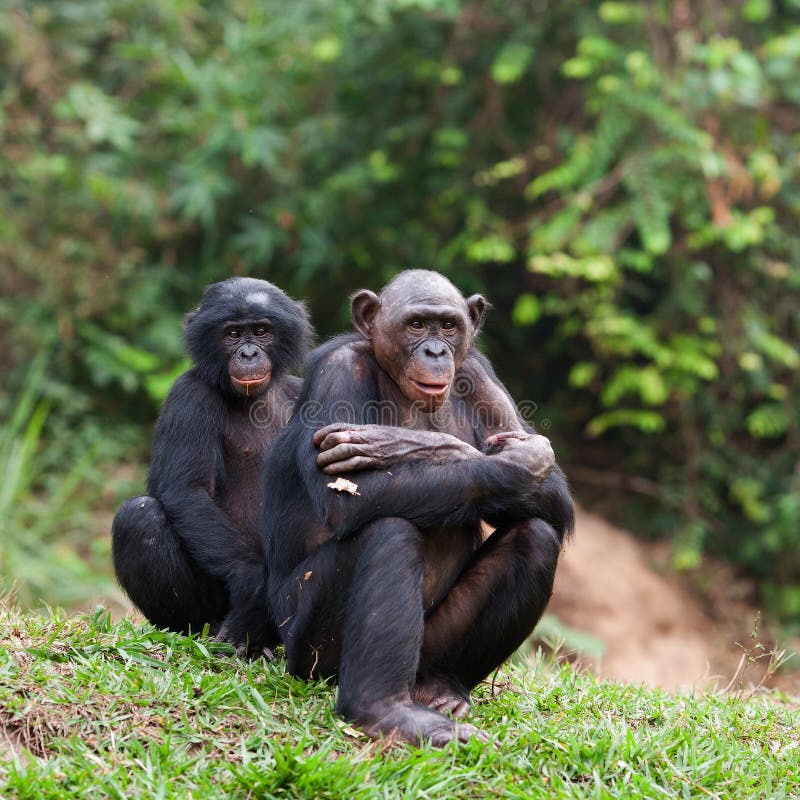 Bonobo stock image. Image of humanlike, chimpanzee, cute - 22032865