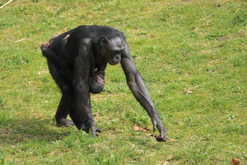 Bonobo stock image. Image of ball, chimpanzee, juvenile - 27224569